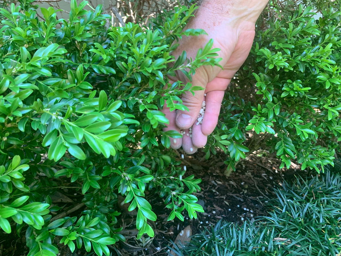 Topbuxus Grow – Topbuxus New Zealand