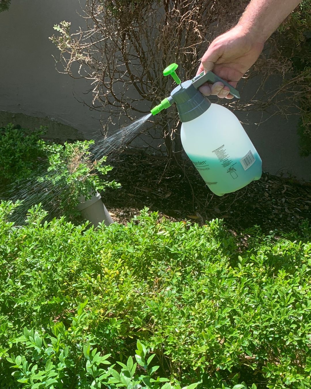 Topbuxus Health-Mix – Topbuxus New Zealand